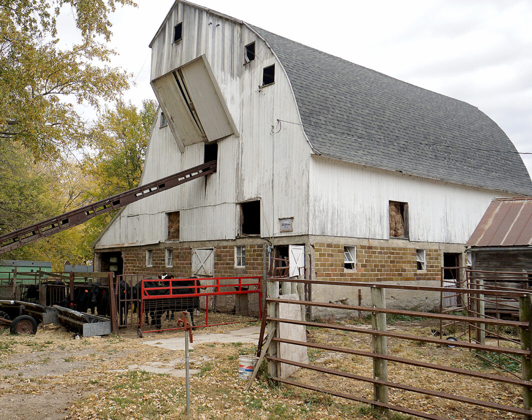 Redig barn a place for cows, cats, and kids | News, Sports, Jobs - Farm ...
